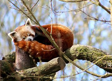 Panda roux - Parc animalier Auvergne Rhône-Alpes le PAL: Carnivores d'Asie
