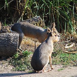 Mara - Parc animalier Auvergne Rhône-Alpes le PAL: Rongeurs d'Amérique