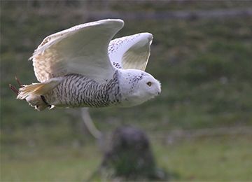 Harfang des neiges - Parc animalier Auvergne Rhône-Alpes le PAL ...