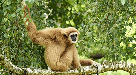 Nourrissage des gibbons - Parc zoologique Auvergne Rhône-Alpes le PAL ...