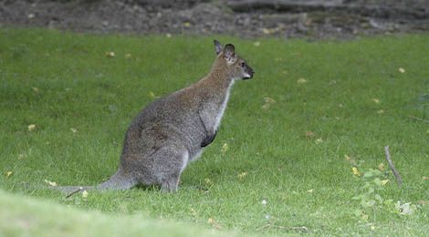 Wallaby de Bennett - Parc animalier Auvergne Rhône-Alpes le PAL ...