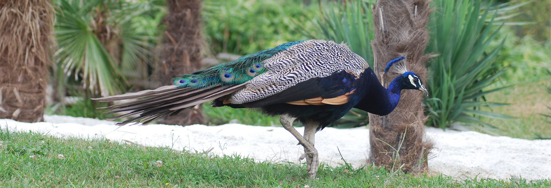 Paon bleu - Parc animalier Auvergne Rhône-Alpes le PAL: Galliformes d'Asie