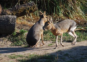 Mara - Parc animalier Auvergne Rhône-Alpes le PAL: Rongeurs d'Amérique