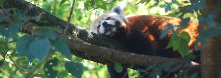 Panda roux - Parc animalier Auvergne Rhône-Alpes le PAL: Carnivores d'Asie