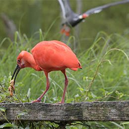 Ibis rouge - Parc animalier Auvergne Rhône-Alpes le PAL: Ciconiiformes ...