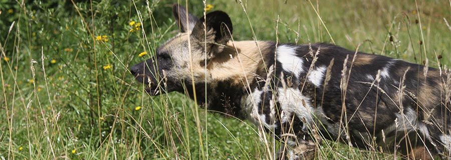 Lycaon : Le Pal présente le lycaon, canidé carnivore d'Afrique