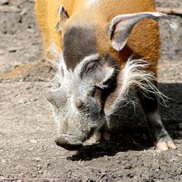 Potamochère - Parc animalier Auvergne Rhône-Alpes le PAL ...