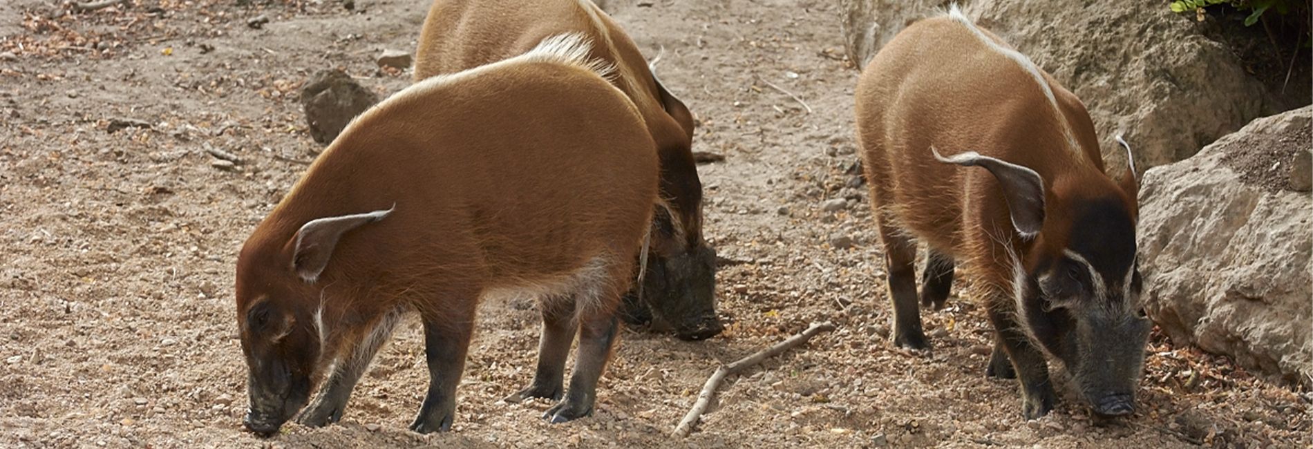 Potamochère - Parc animalier Auvergne Rhône-Alpes le PAL ...
