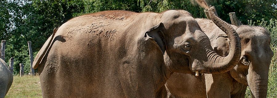 Eléphant d'Asie - Parc animalier Auvergne Rhône-Alpes le PAL ...