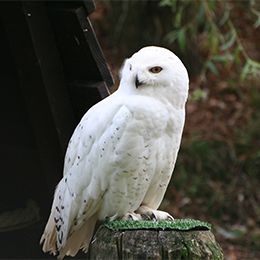 Harfang des neiges - Parc animalier Auvergne Rhône-Alpes le PAL ...