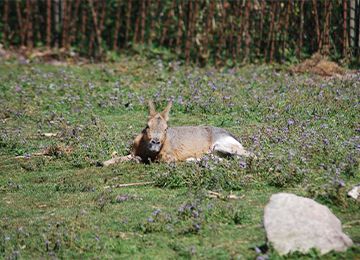 Mara - Parc animalier Auvergne Rhône-Alpes le PAL: Rongeurs d'Amérique