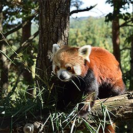 Connaitre et Protéger le Panda Roux : faire un don pour l'Association ...