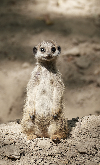 La famille suricate s’agrandit - Le PAL zoo et parc d'attractions