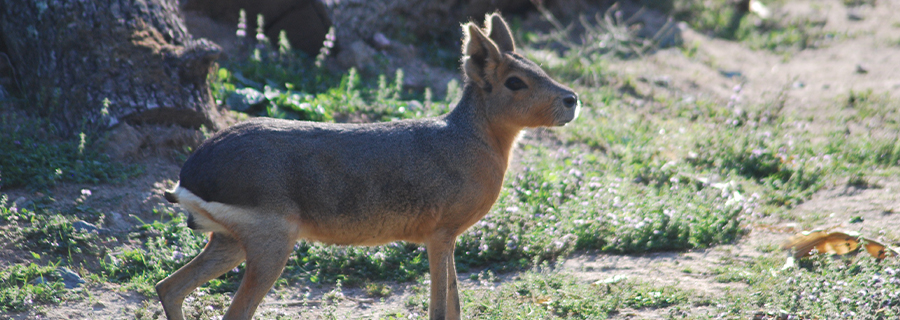 Mara - Parc animalier Auvergne Rhône-Alpes le PAL: Rongeurs d'Amérique